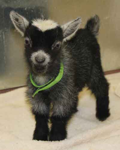 Baby Pygmy Goat Doing The Happy Dance May Be The Greatest Thing Ever