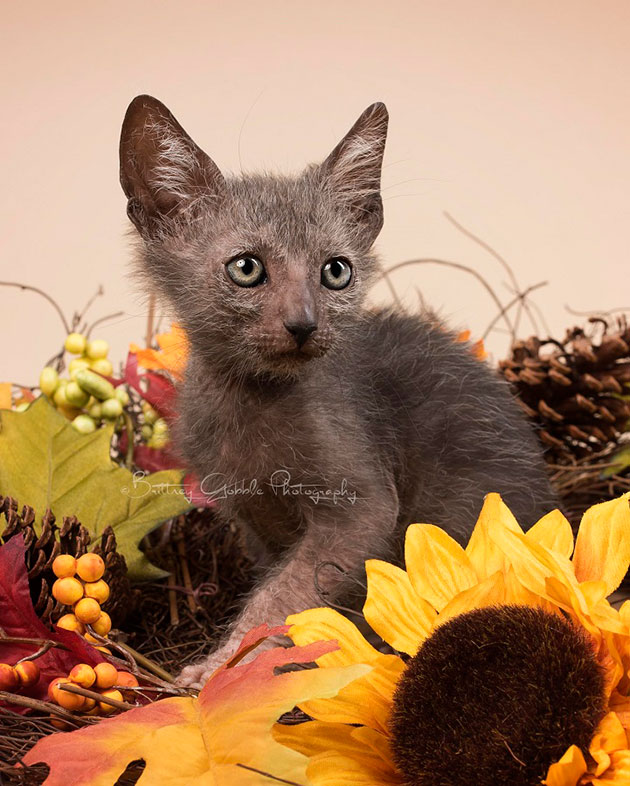 Meet the Lykoi: An Odd New Breed of "Werewolf" Cats