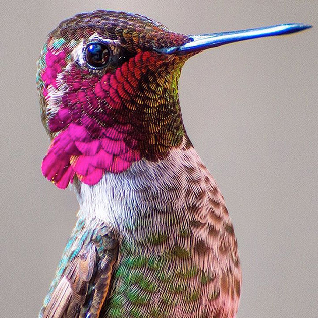 Hummingbird Whisperer Captures Close-Up Photos of Birds Visiting Her ...