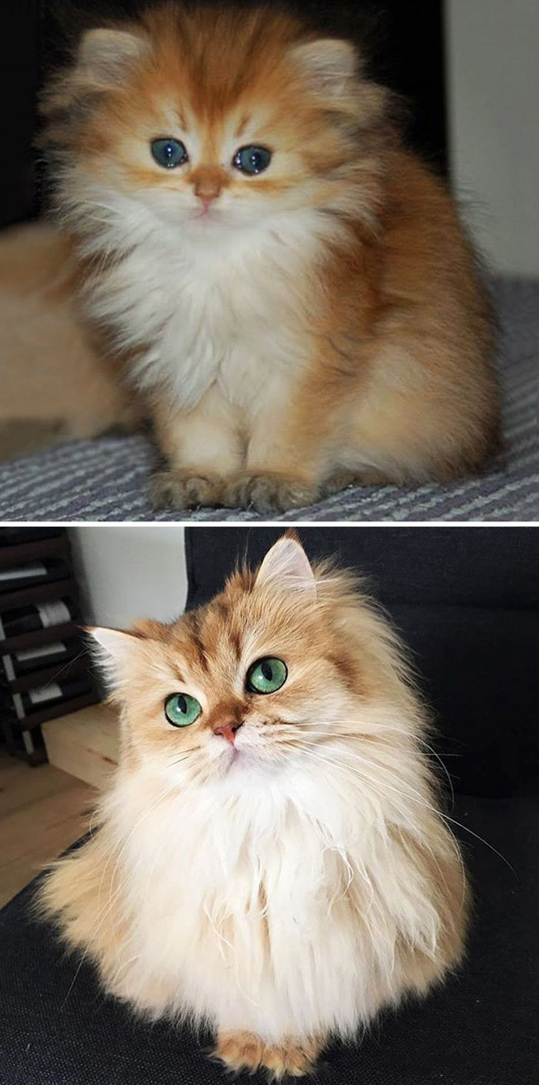 10 Before-And-After Photos Of Cats Growing Up