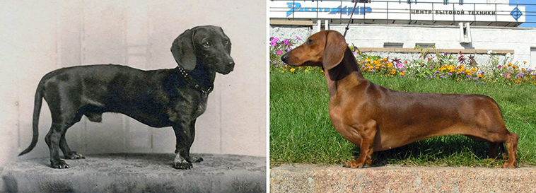 Fascinating Photos Of What Dog Breeds Looked Like 100 Years Ago Vs Today