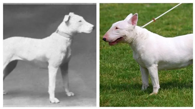 Fascinating Photos Of What Dog Breeds Looked Like 100 Years Ago Vs Today