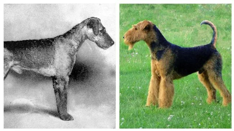 Fascinating Photos Of What Dog Breeds Looked Like 100 Years Ago Vs Today