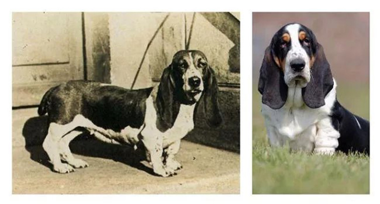 Fascinating Photos Of What Dog Breeds Looked Like 100 Years Ago Vs Today