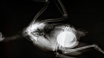Videos - TheMindCircle