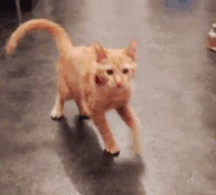 7 Cats Who Are Obsessed With Catching Their Tails (Gifs)