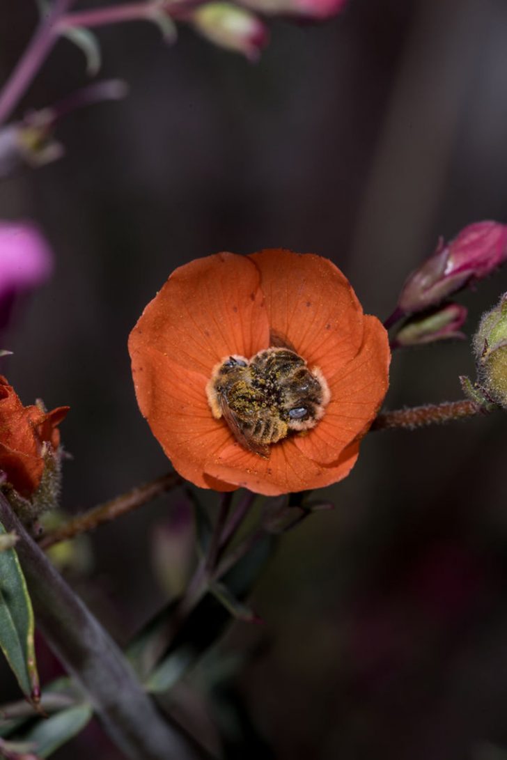 Photographer Captured Bees Sleeping In Flower And It’s As Cute As It Sounds