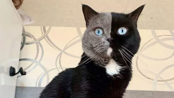Cat With Split-Colored Face Has Fathered Two Kittens In Each Of His Colors