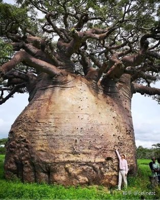 Unique Trees: 10+ Photos Of Incredibly Weird Trees From Around The World